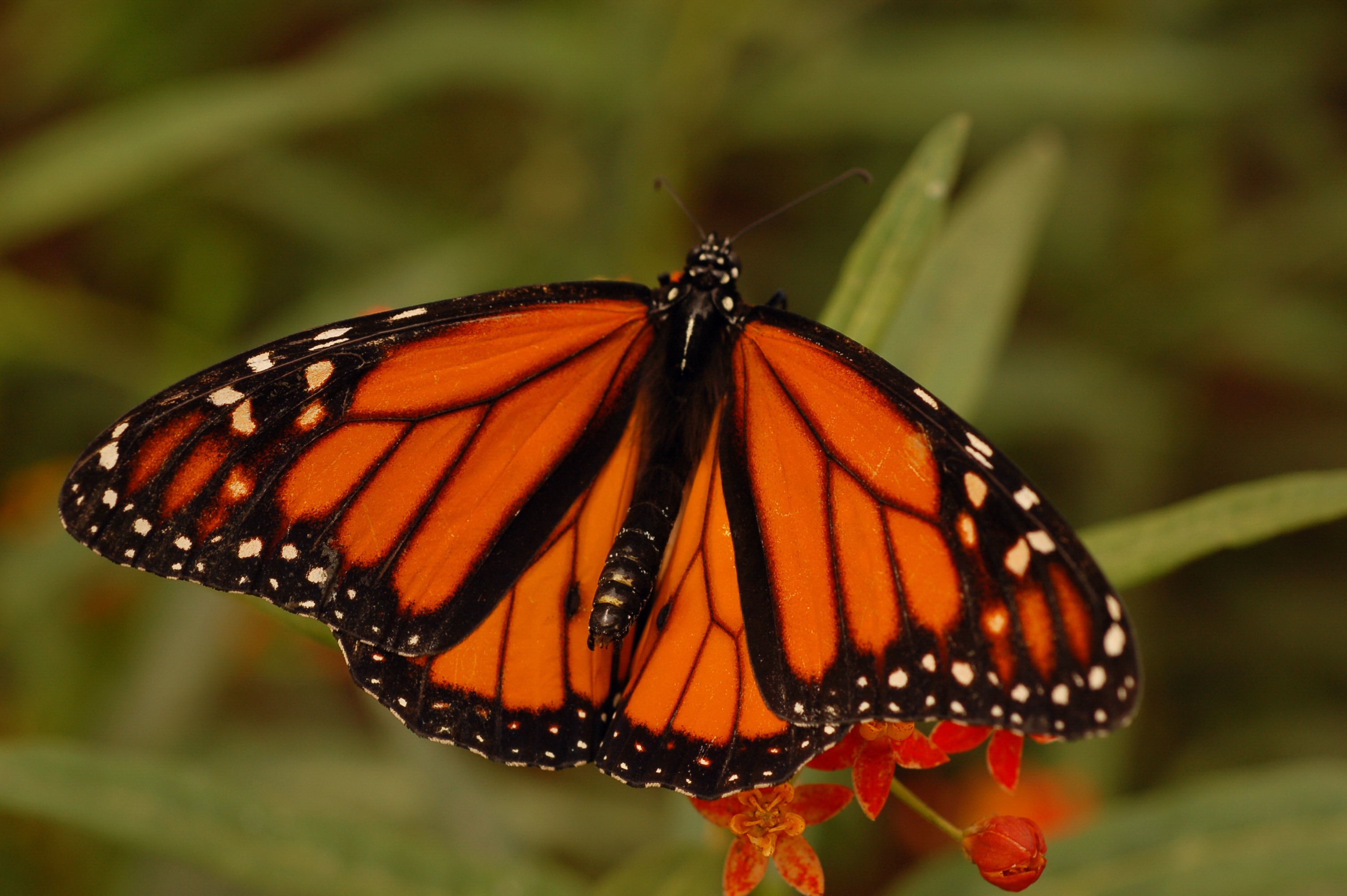 Researchers David Suzuki Foundation Aim To Save Monarch Butterflies Researchers David Suzuki Foundation Aim To Save Monarch Butterflies