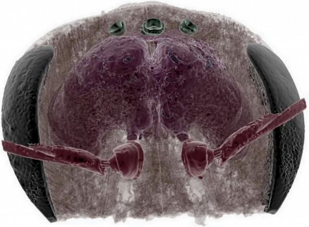 Bee Brains as Never Seen Before - U of G News