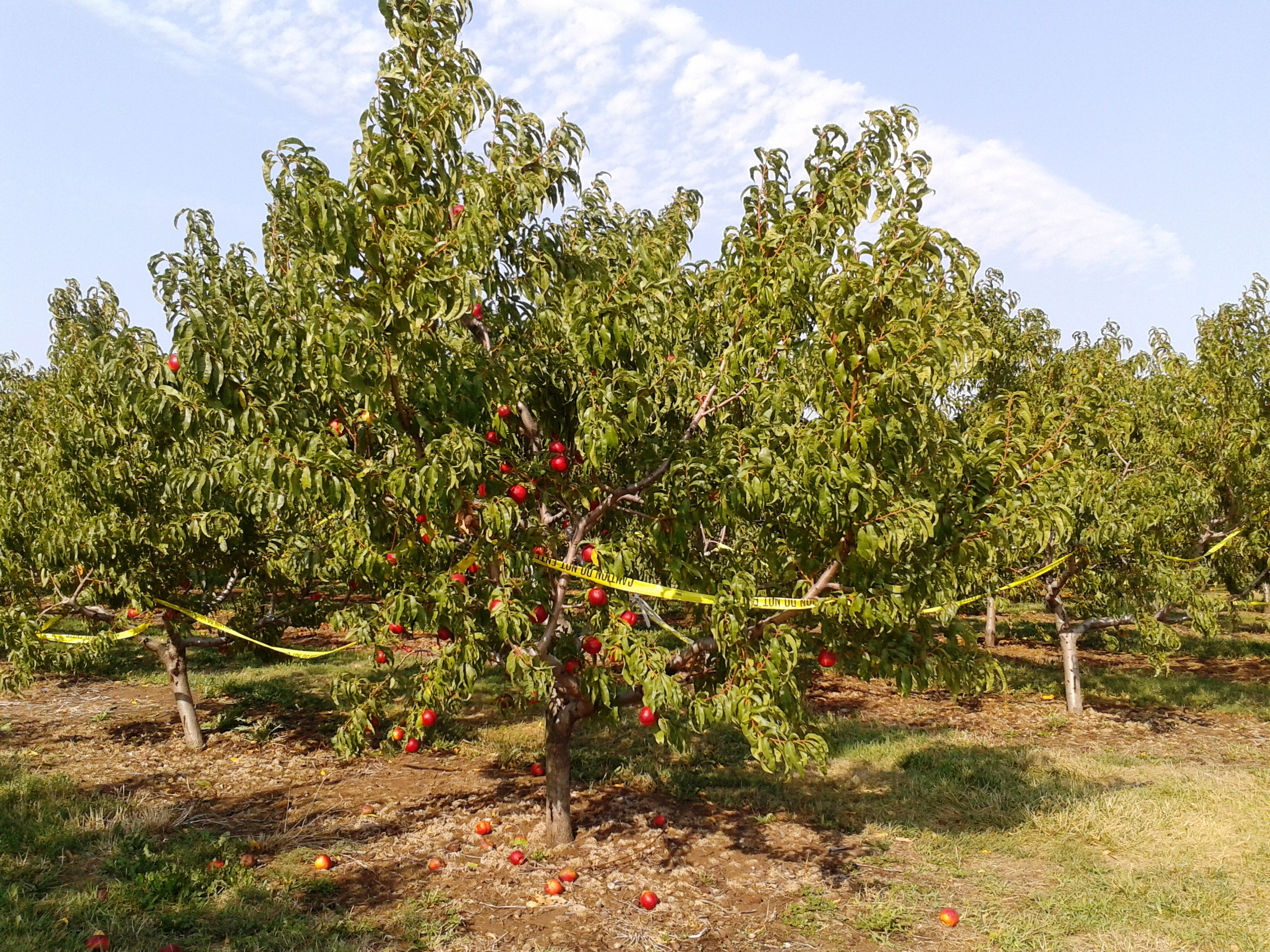 Fruit-Preserving Nanotechnology Research Featured - U of G News
