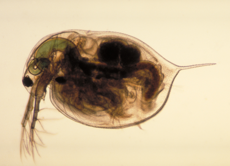 Tiny Water Flea Provides Big Insight on Effects of Climate Change on ...