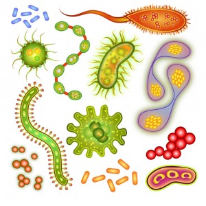 How Embracing Germs Can Encourage Good Health - U of G News