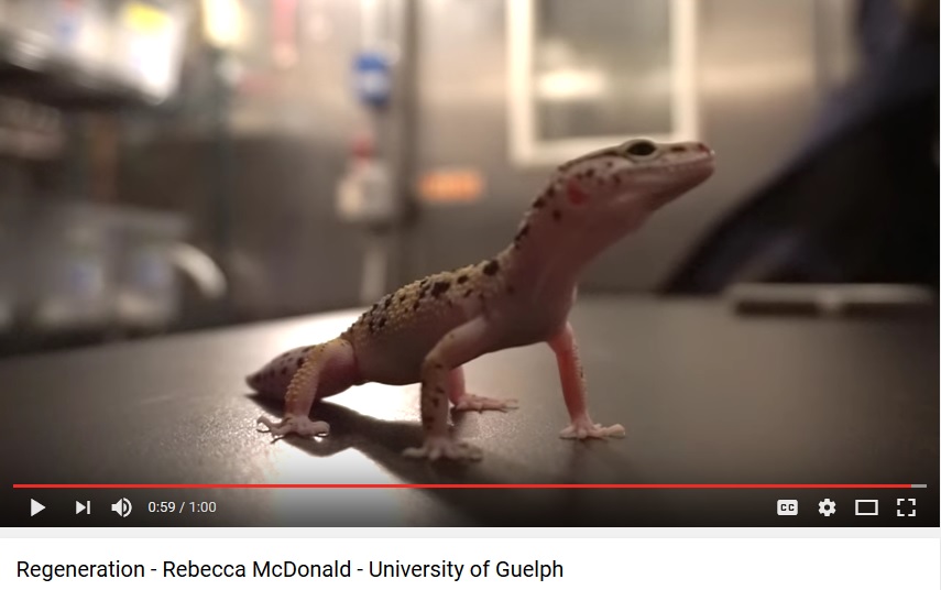 Grad Students’ Video on Regenerating Gecko Makes Next Round of NSERC ...