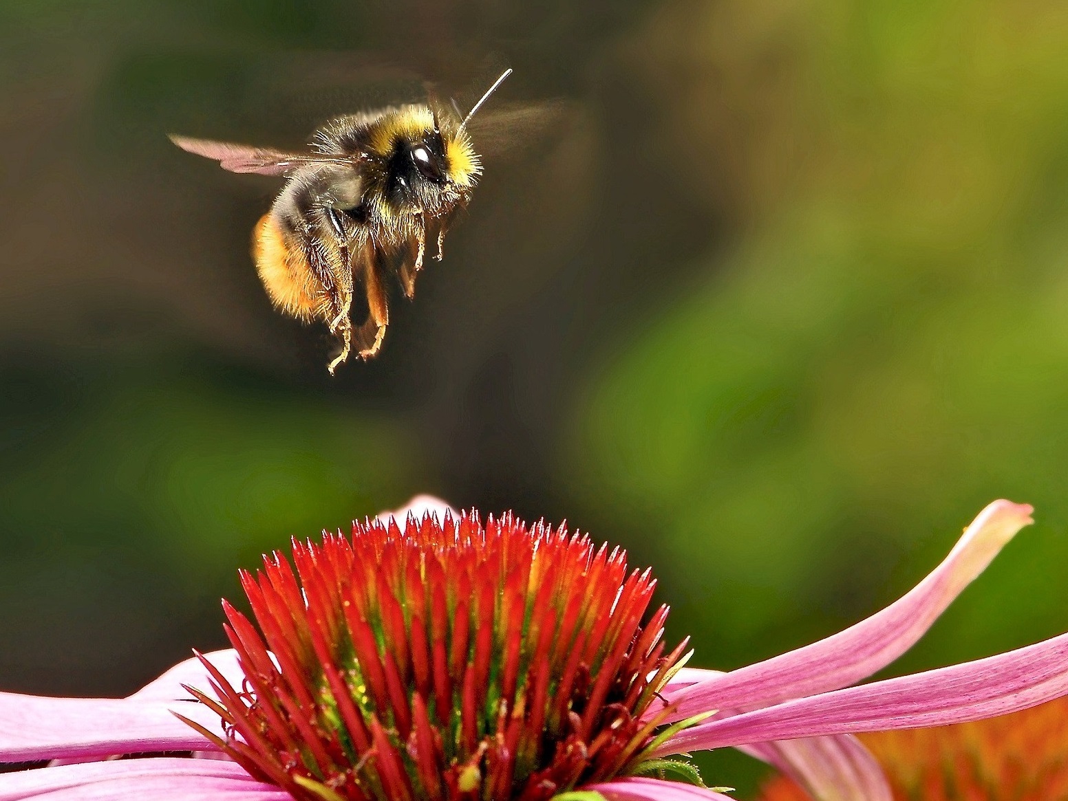 There’s a Cost to ‘Bee-ing’ Too Smart, Prof Finds - U of G News