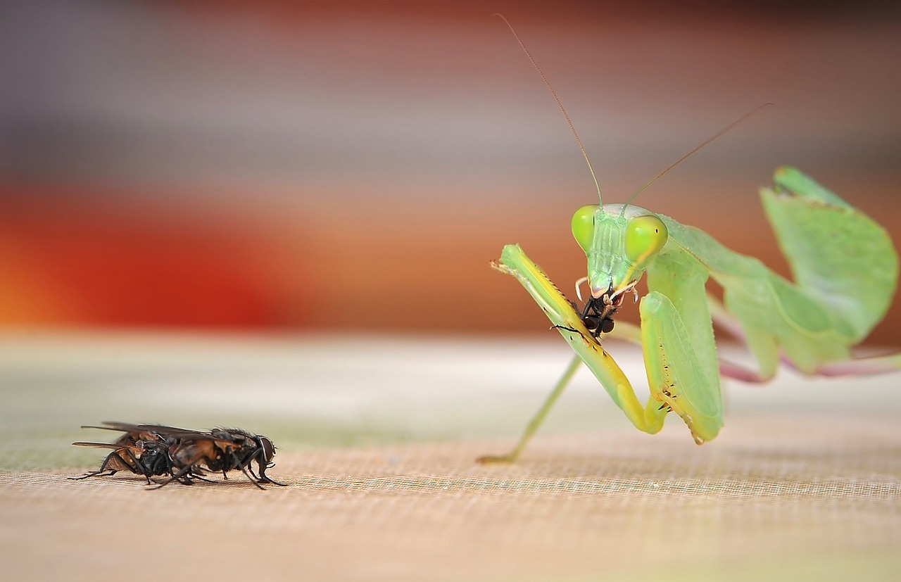 Fear May Play a Role in Animal Extinction, Study Reveals - U of G News