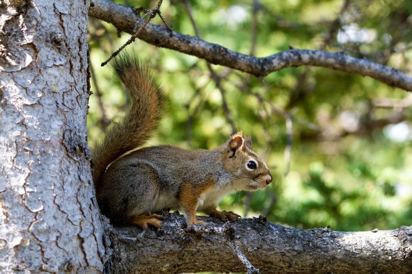 Squirrel Research Featured in Popular Science - U of G News