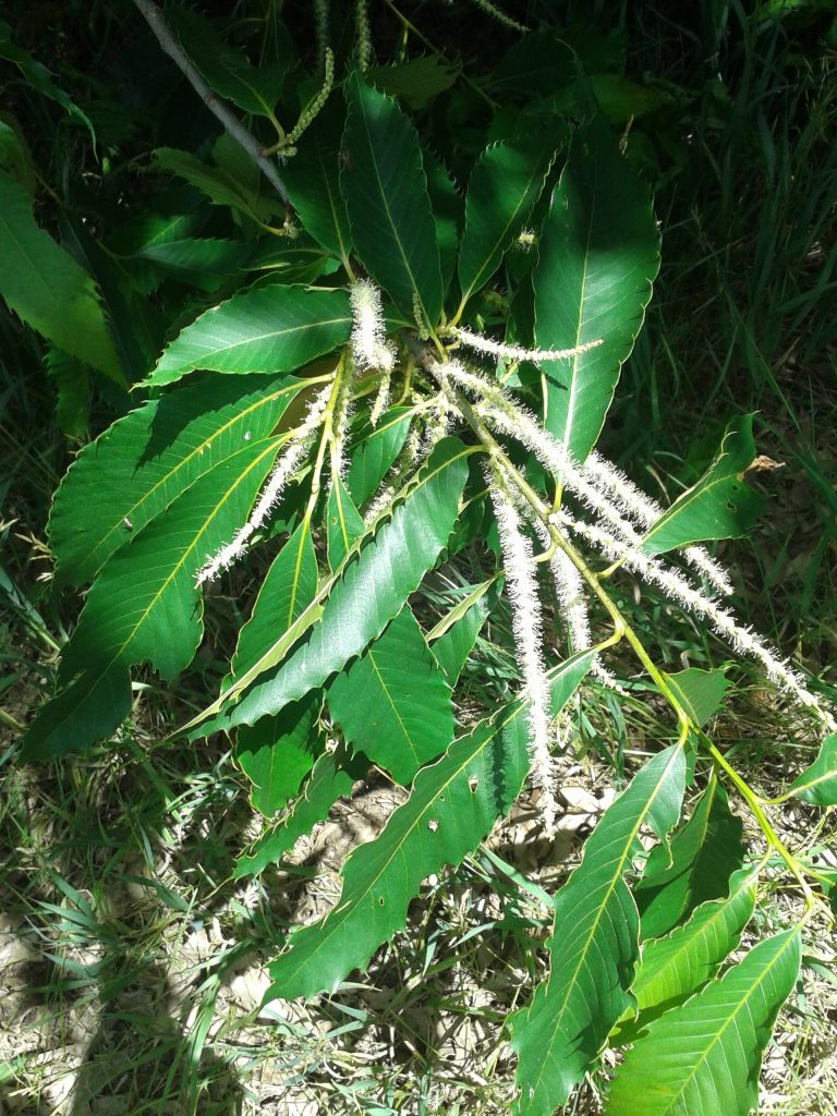 Ontario’s Chestnut Trees ‘Frozen in Time,’ Study Finds - U of G News