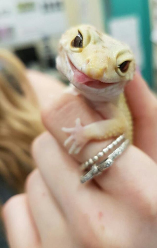U of G Study Is First to Find Evidence That Leopard Geckos Can Make New ...