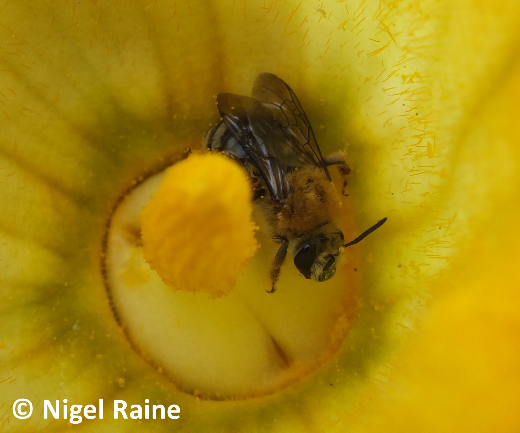 Stronger Pesticide Regulations Likely Needed to Protect All Bee Species ...