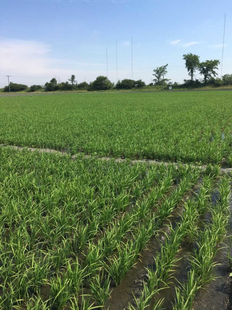 U of G Researchers Help Establish One of Canada’s First Commercial Rice ...