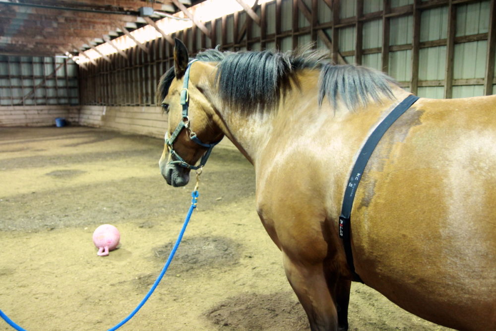 Horses Blink Less, Twitch Eyelids More When Stressed, U of G ...