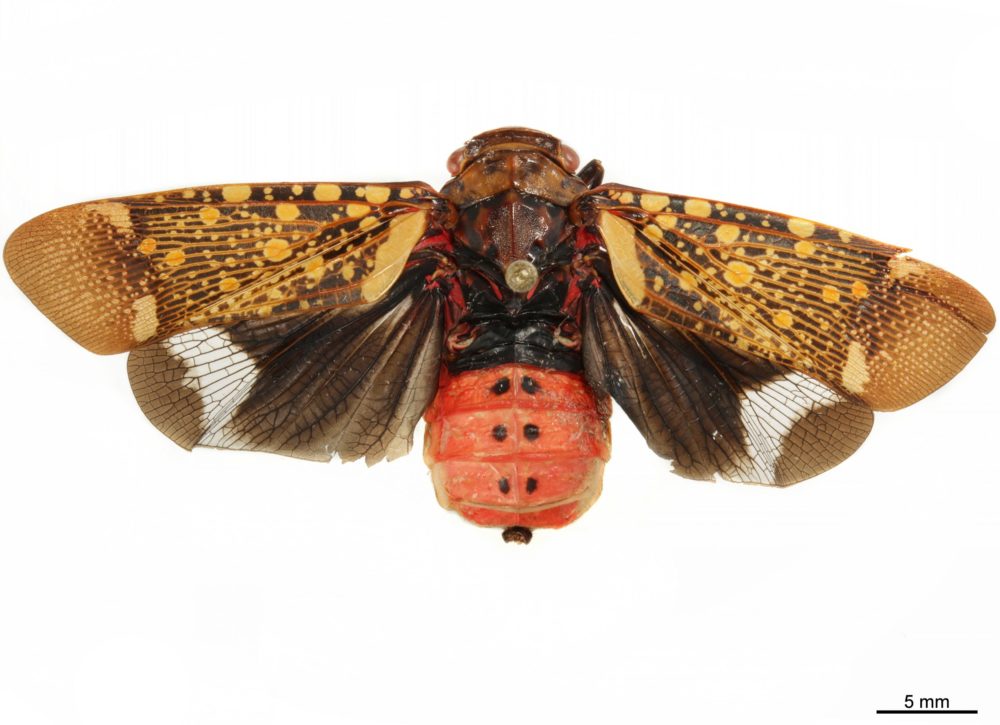 Collection at Centre for Biodiversity Genomics Surpasses 5 Million Specimens - U of G News