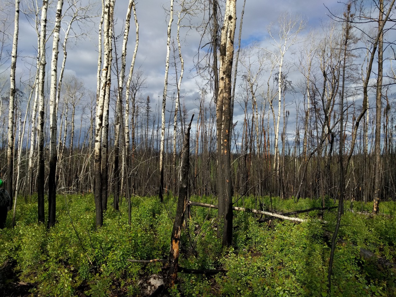 Wildfires in Canadian Southern Boreal Forests Releasing Significant Carbon, U of G Study Finds ...