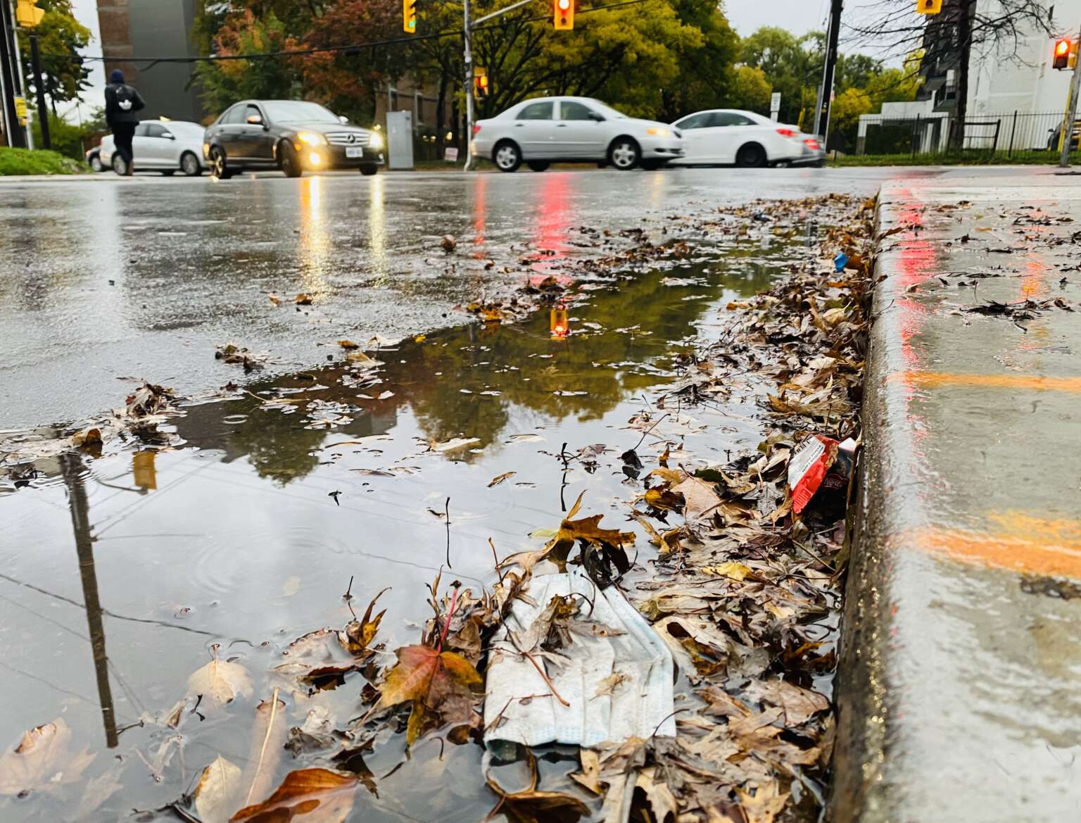 PPE Used Throughout the Pandemic Is Getting Tangled Up in Wildlife - U ...