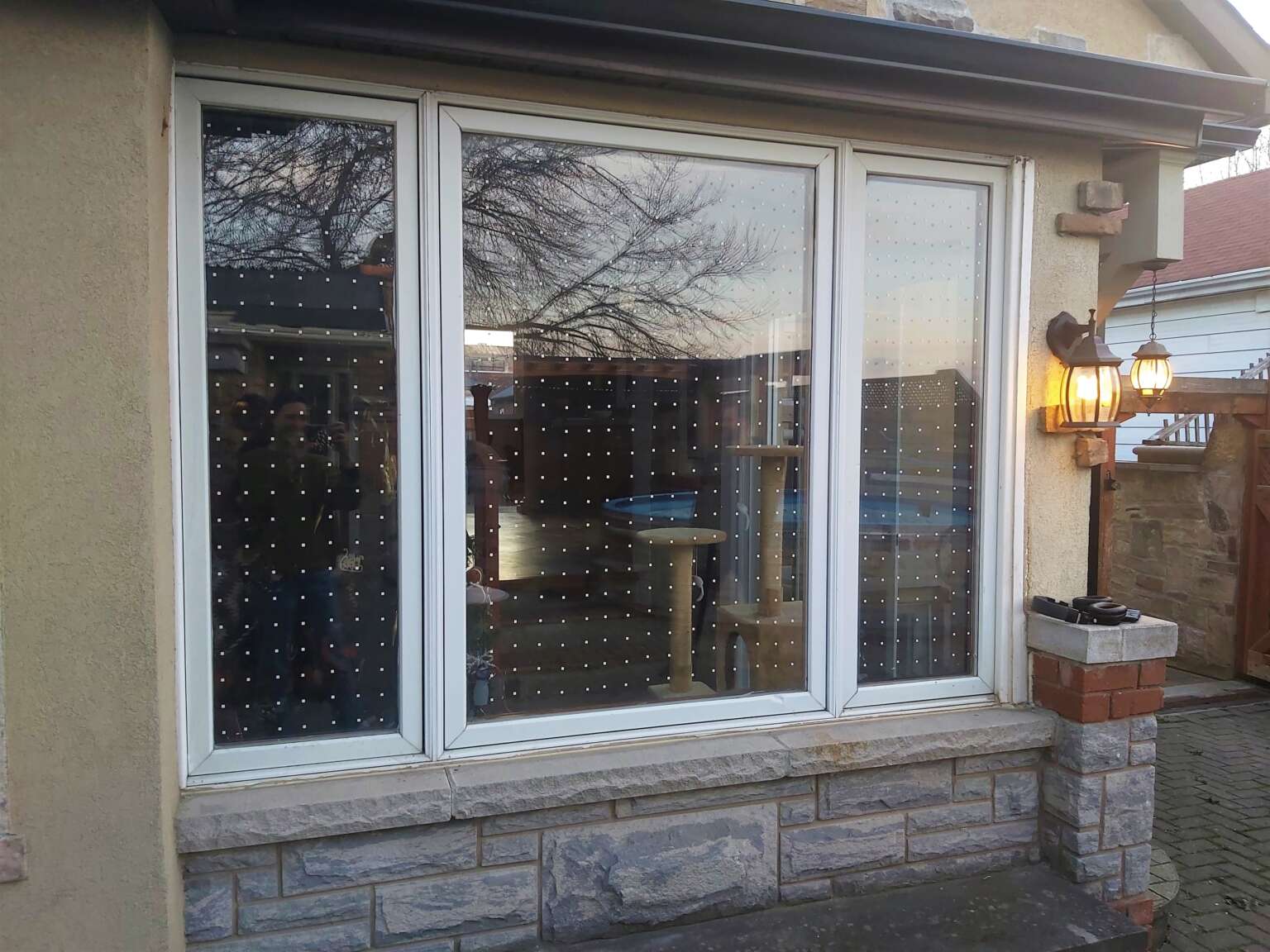 University of Guelph Project to Help Birds Avoid Deadly Window ...