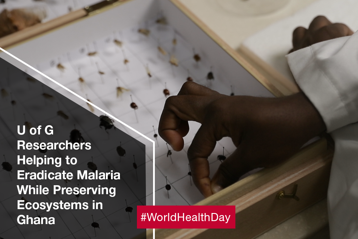 Insect Barcoding Project Helps to Combat Malaria in Africa - U of G News