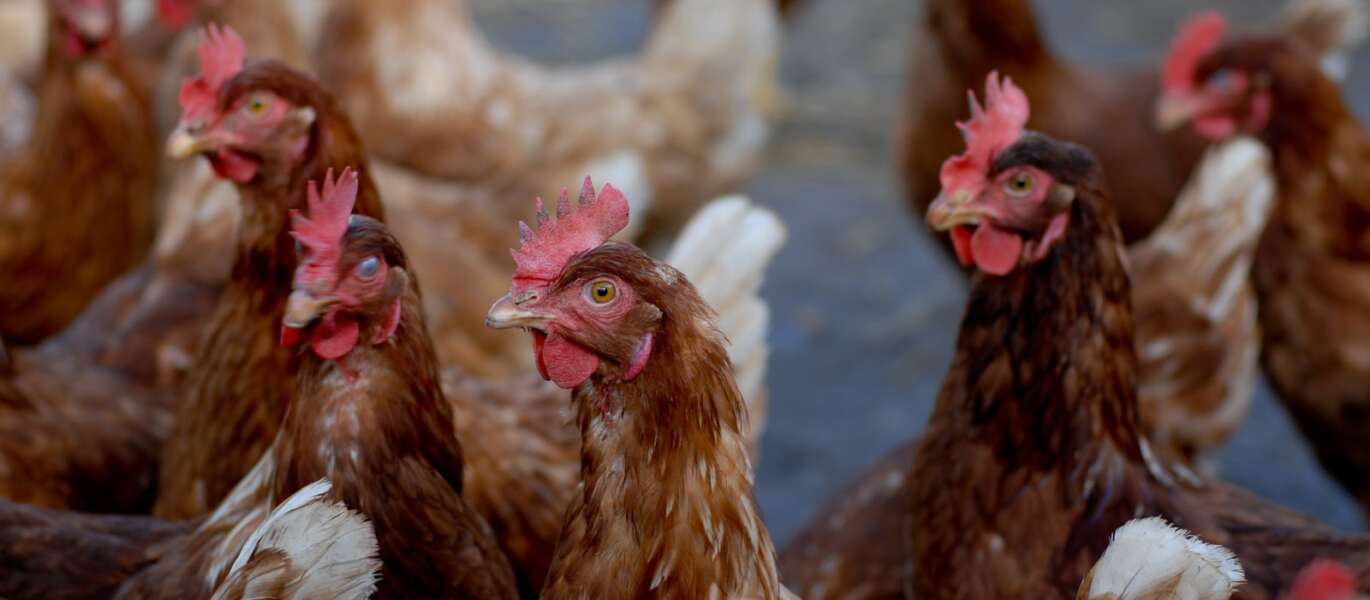 Why a One Health Approach to Avian Influenza Matters | OPINION - U of G ...