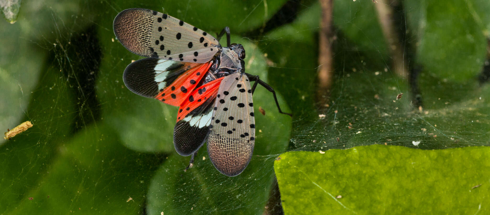 Arrival of Invasive Spotted Lanternflies Inevitable, Says U of G ...
