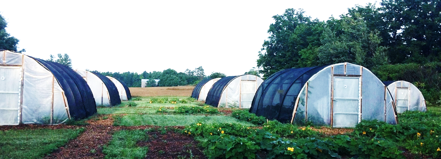 ‘Bee-Safe’ Pesticides Not So Safe For Wild Bees, U of G Study Reveals ...