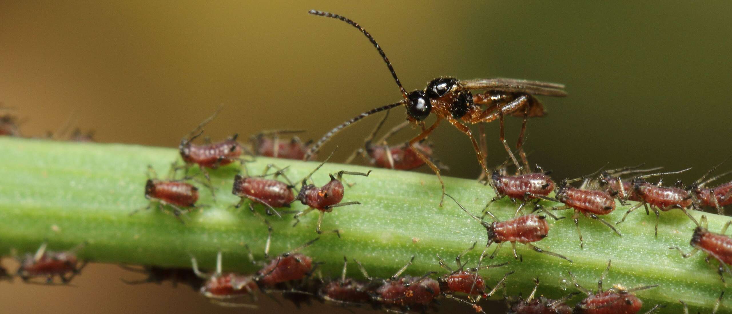 COMMENTARY: DNA Analysis Reveals There Are More Species of Parasitoid ...