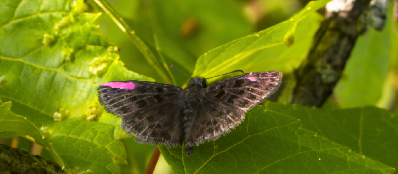 U of G Team Restores Endangered Butterfly, Story Captured in New ...