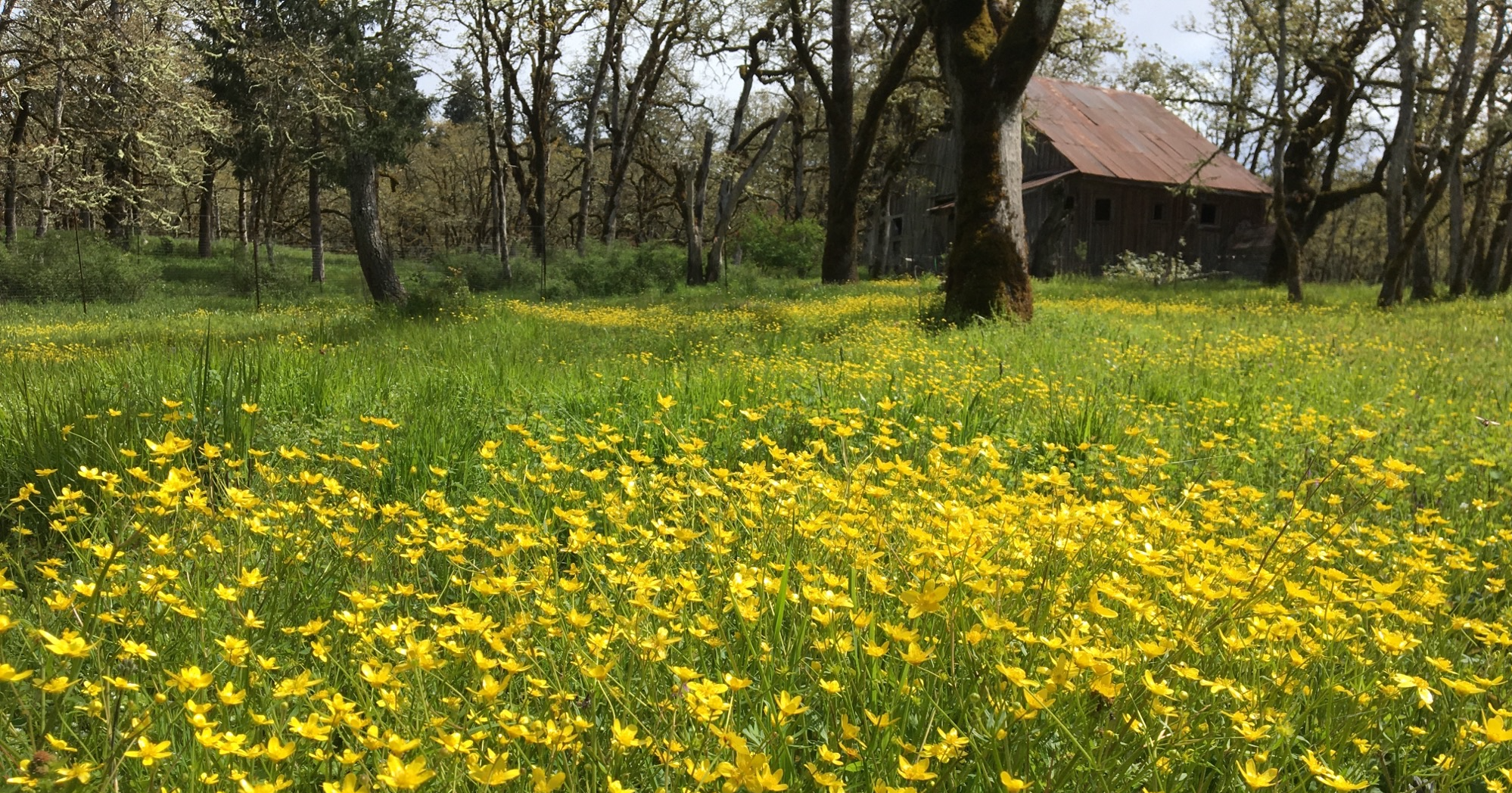 World Getting ‘Greener and Bushier’ But Many Regions Threatened: U of G ...