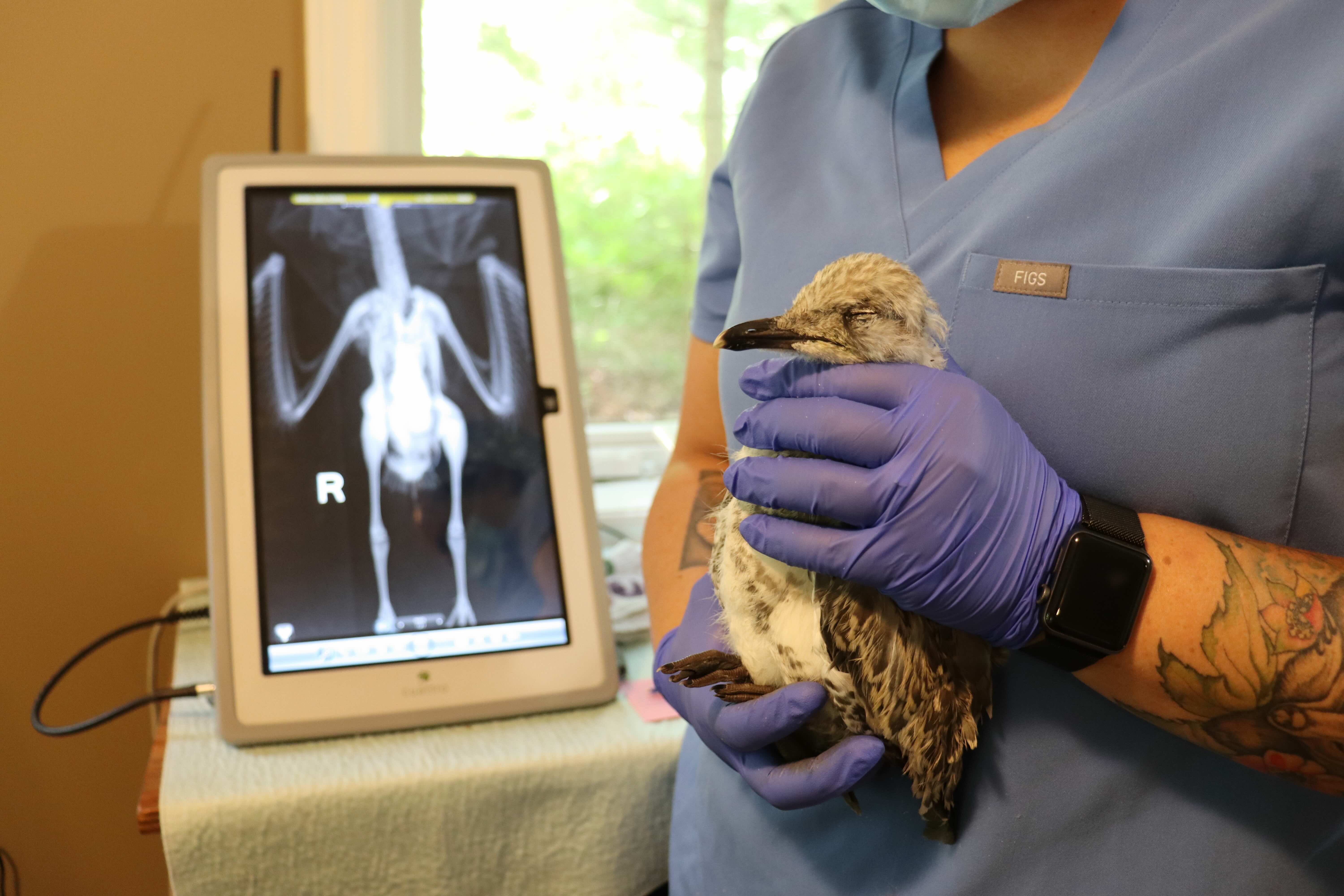 As Avian Flu Spreads, The World Needs More Wildlife Rehabilitators - U ...