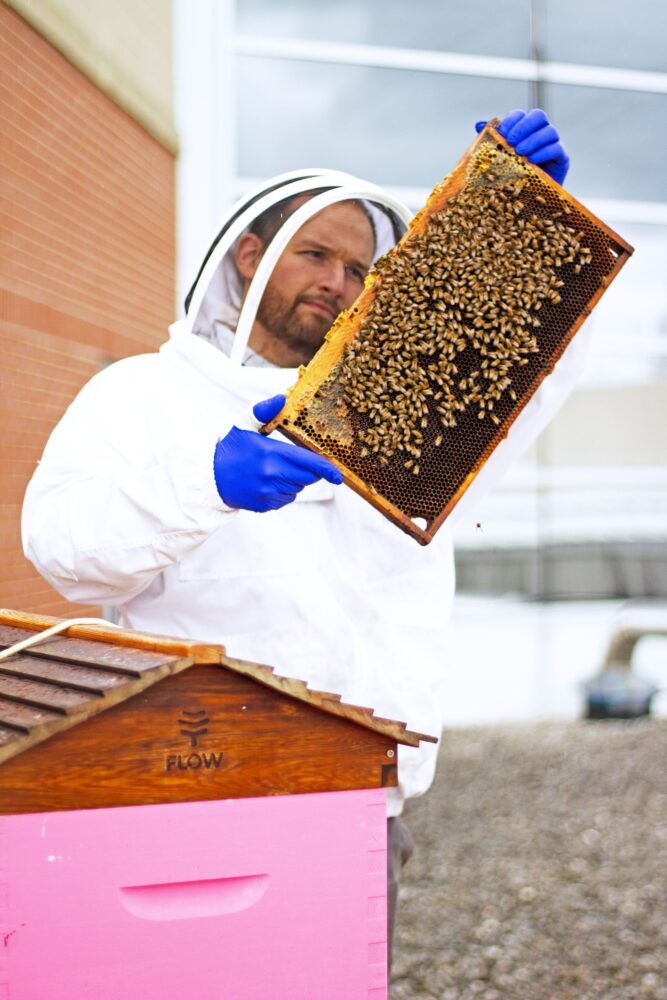 More Honey Bees Dying, Even as Antibiotic Use Halves - U of G News