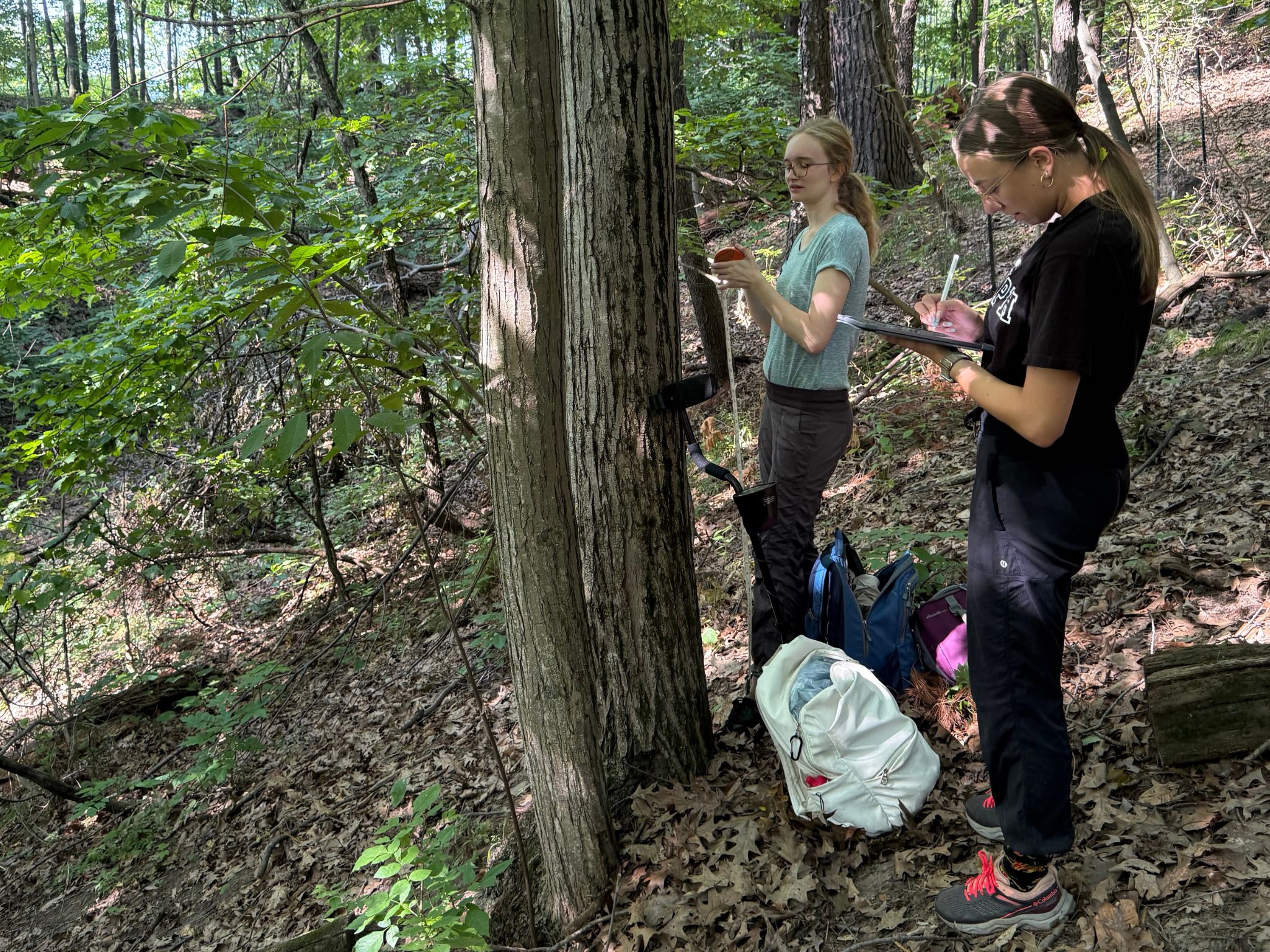 Researchers Track Nearly Extinct American Chestnut Trees - U of G News