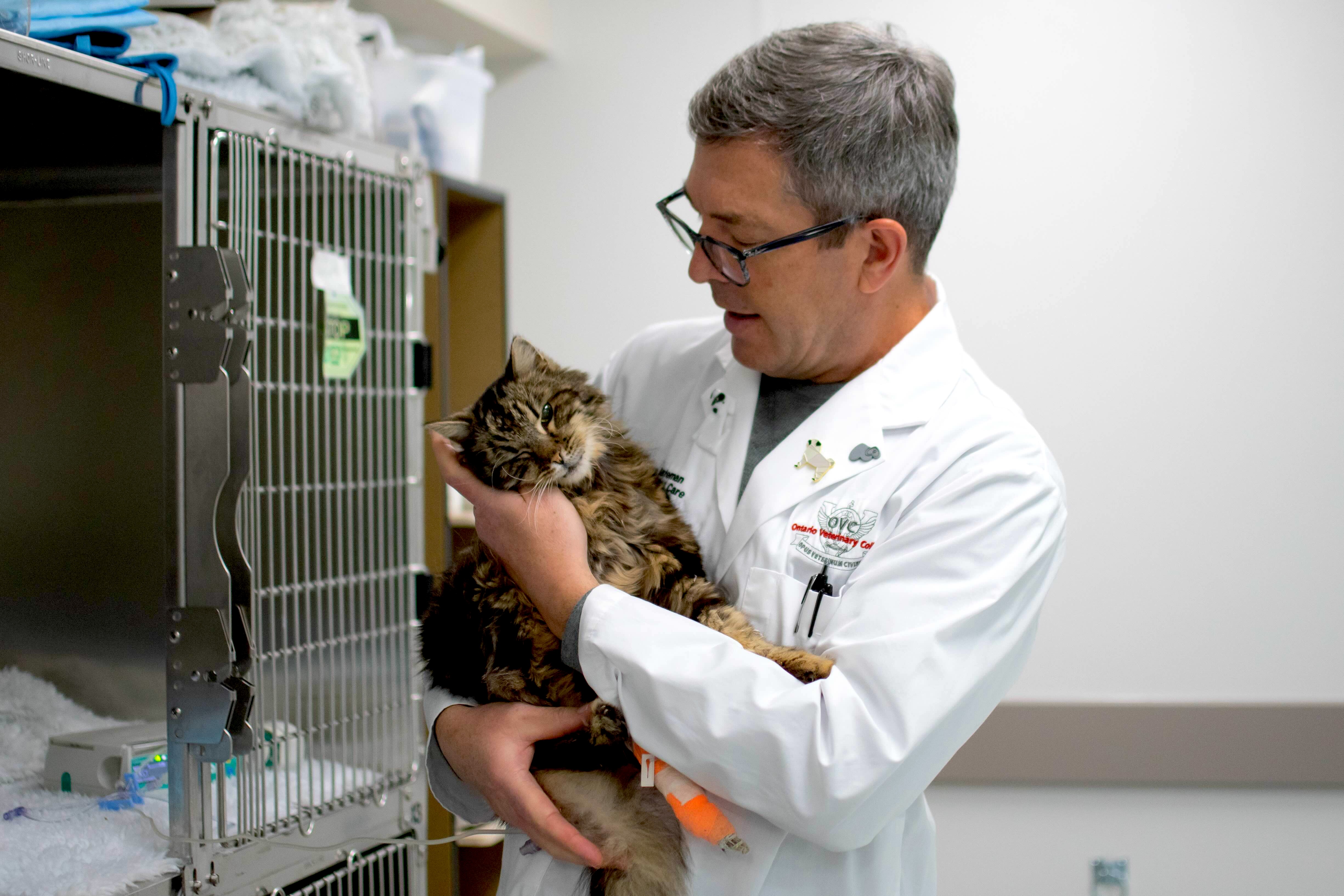 Animal Abuse Rising, Forensic Vet Seeks Justice - U of G News