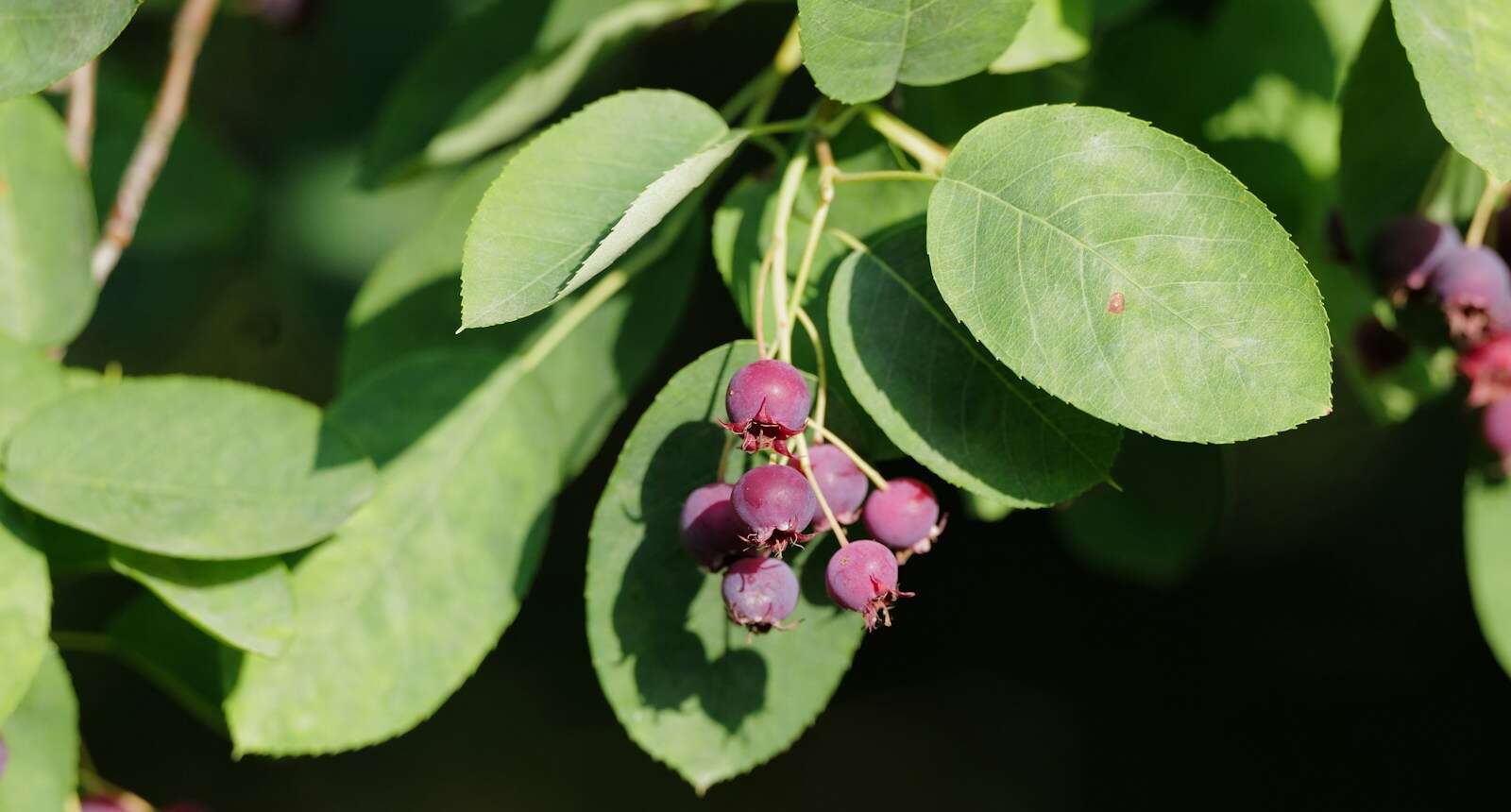 Indigenous Stewardship Practices Critical for Conservation - U of G News